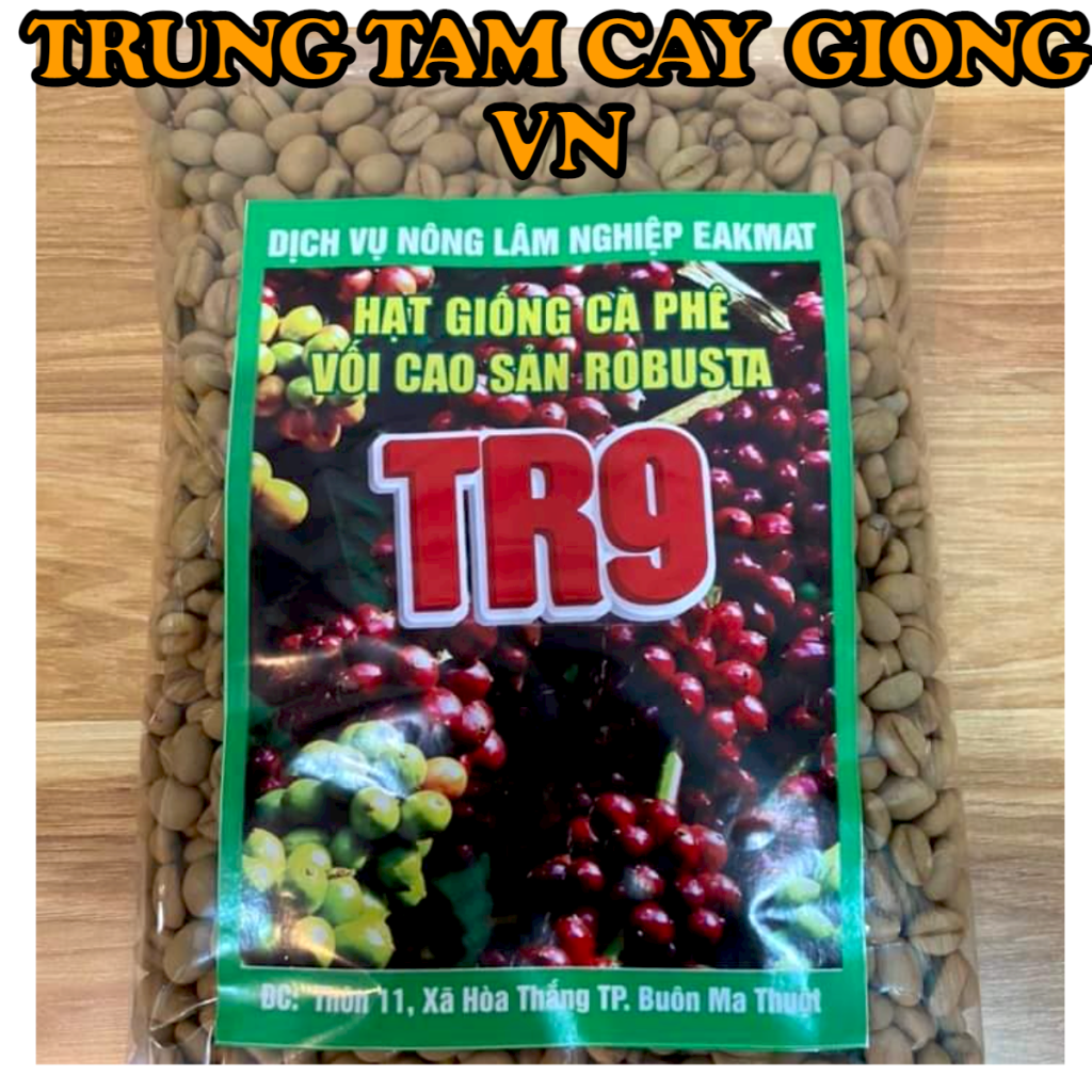 HẠT CÀ PHÊ GIỐNG TR9 - Eakmat Tay Nguyen - Trung Tam cay giong